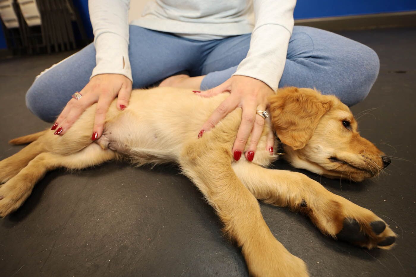 Reactive Dog Training in Columbia, SC. DTE
