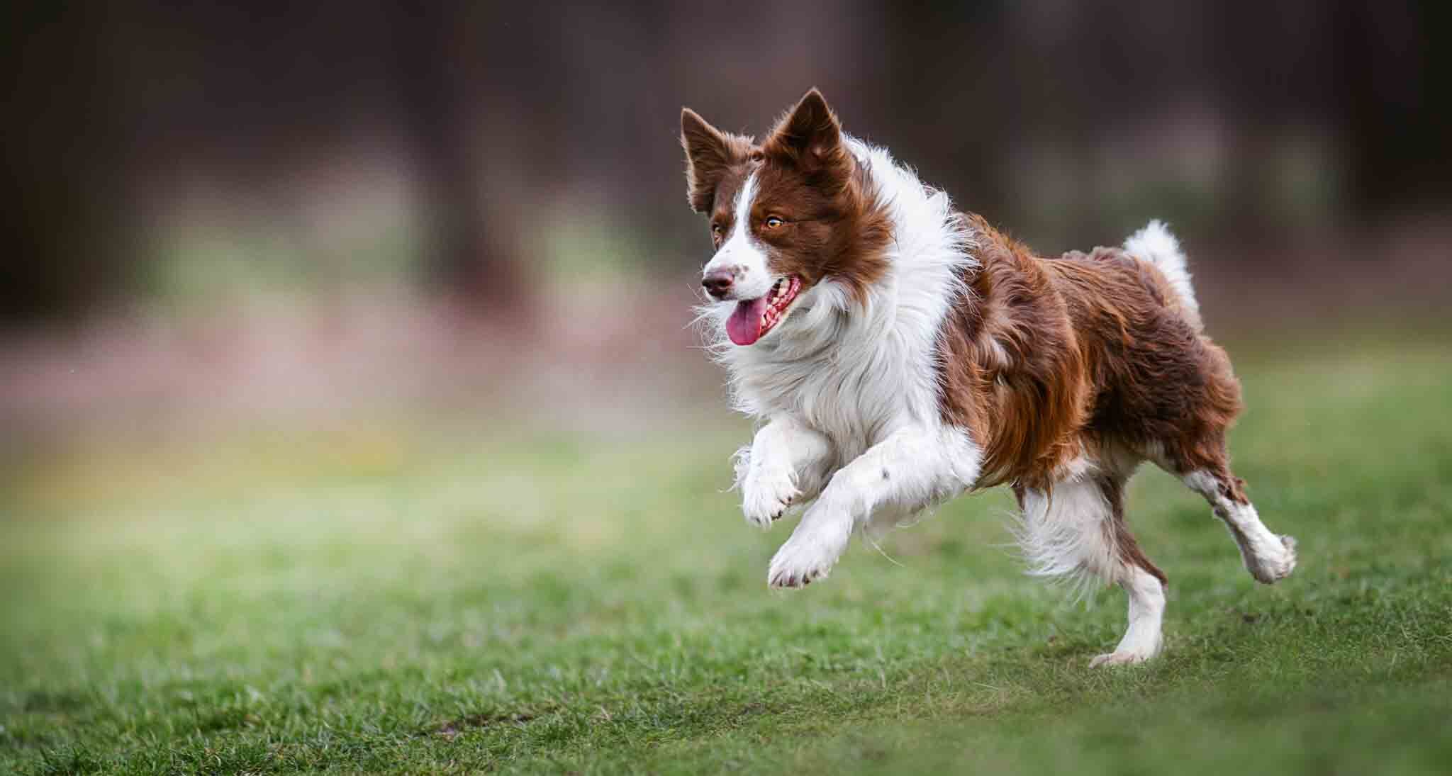 western border collie