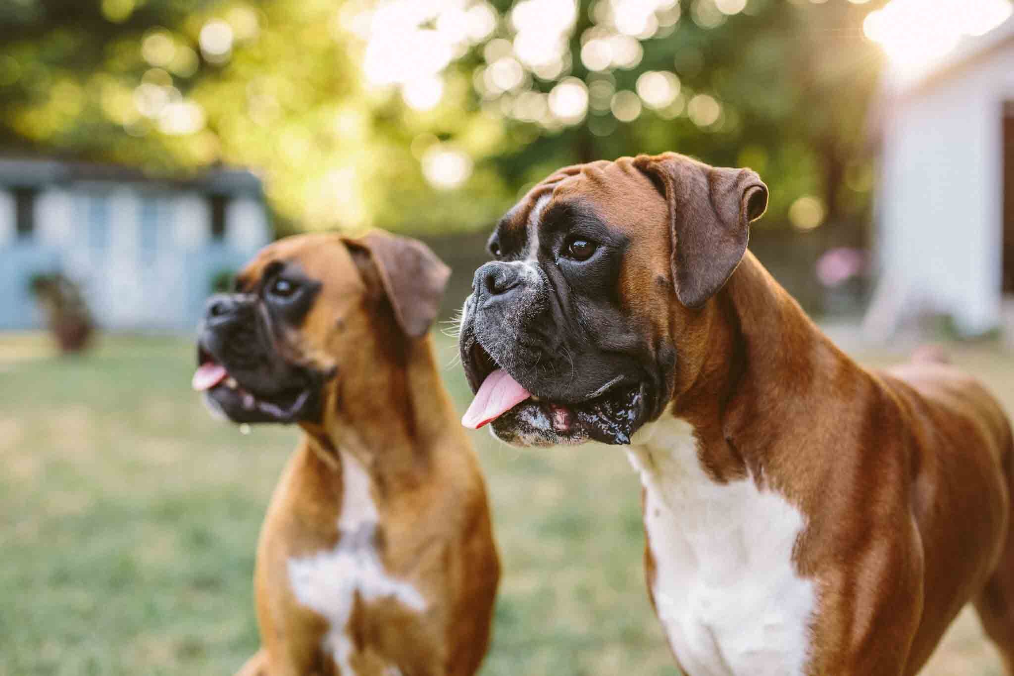 ruption boxer dogs
