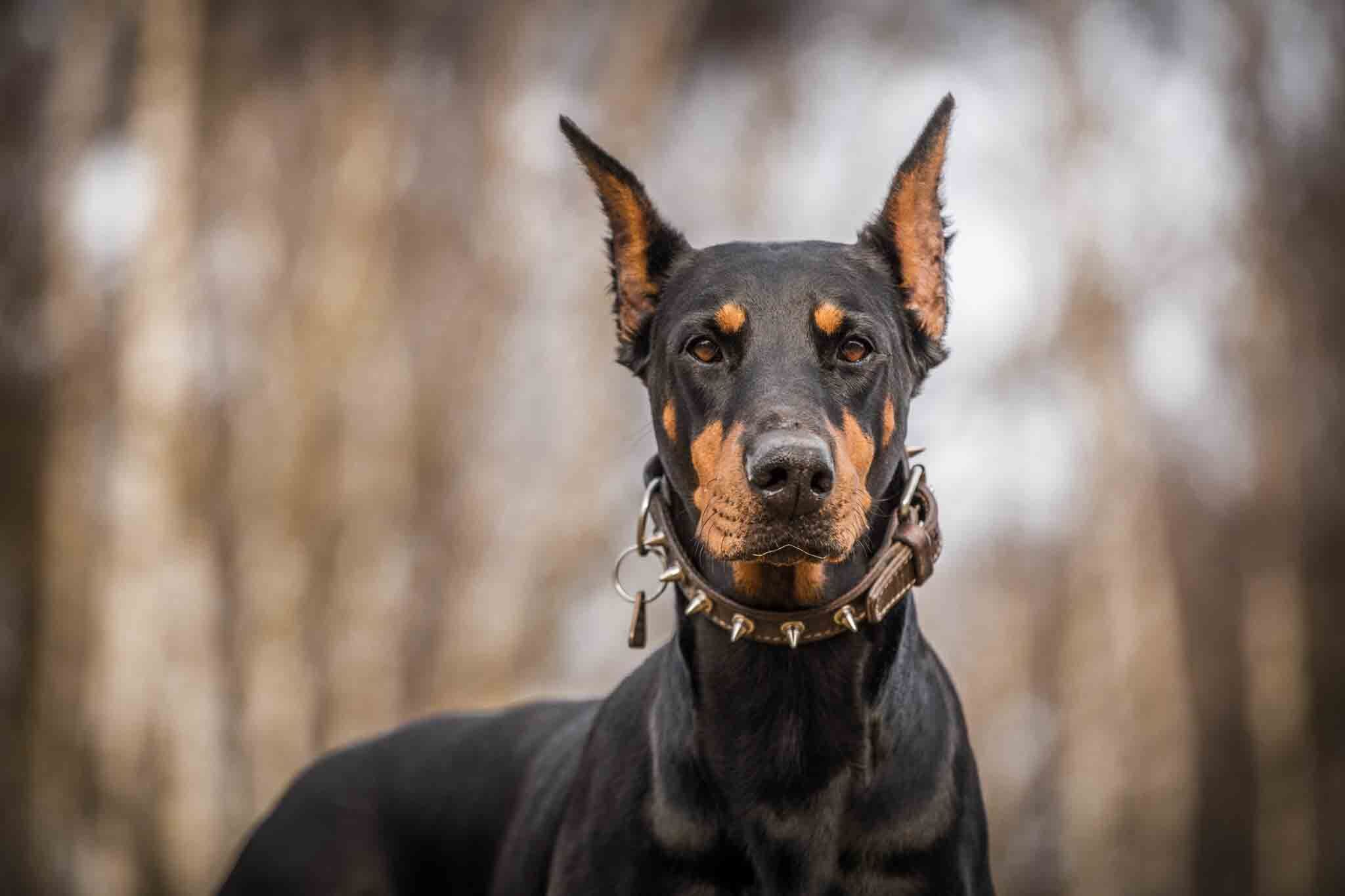 torcheney doberman